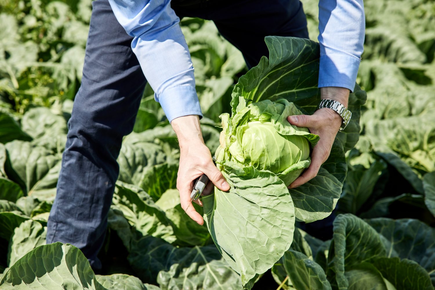 Dangrow - Vores jord — din køkkenhave